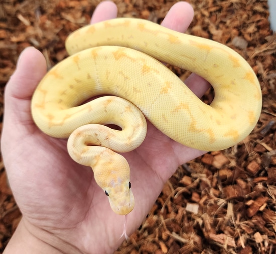 Banana Pin Fire Clown Ball Python by Bobs Balls