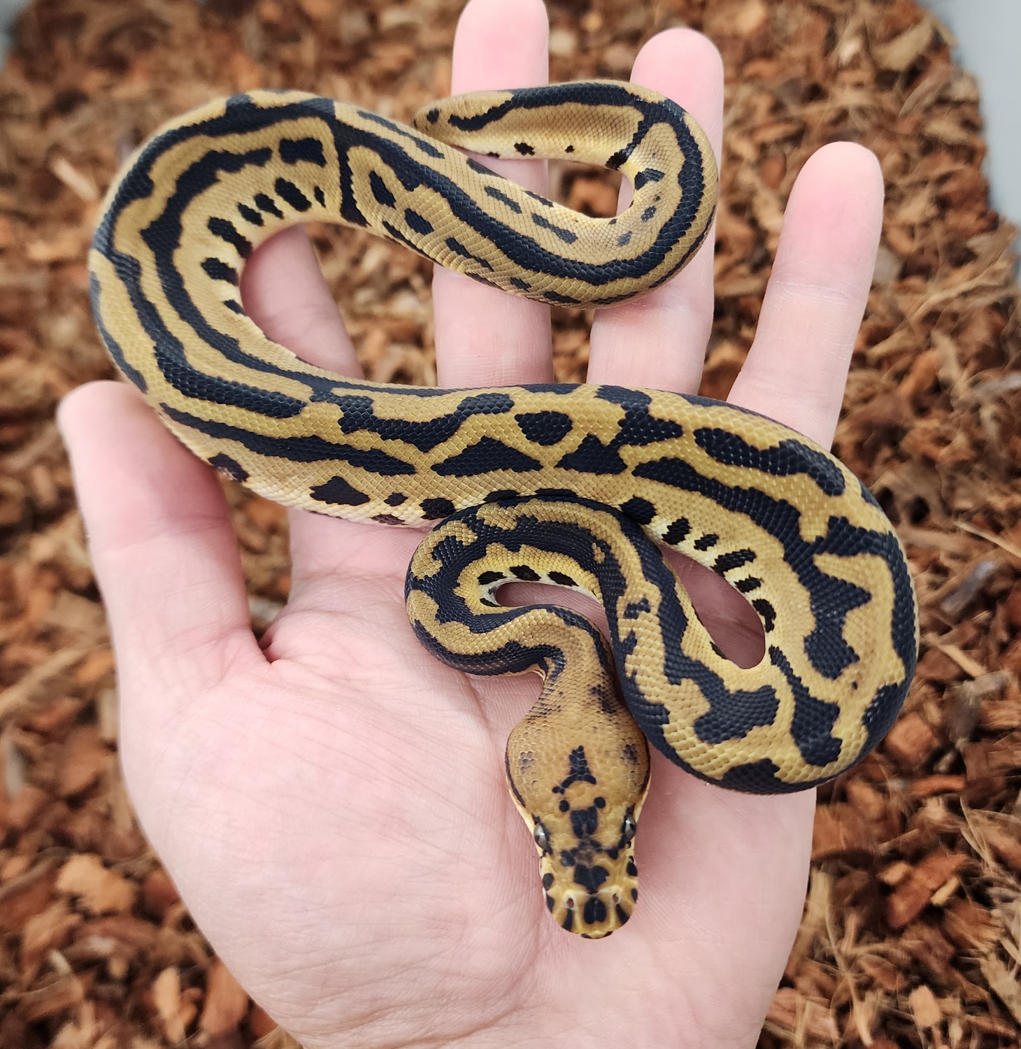 Batman Ball Python by Bobs Balls - MorphMarket