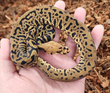 Bobs Balls - MorphMarket