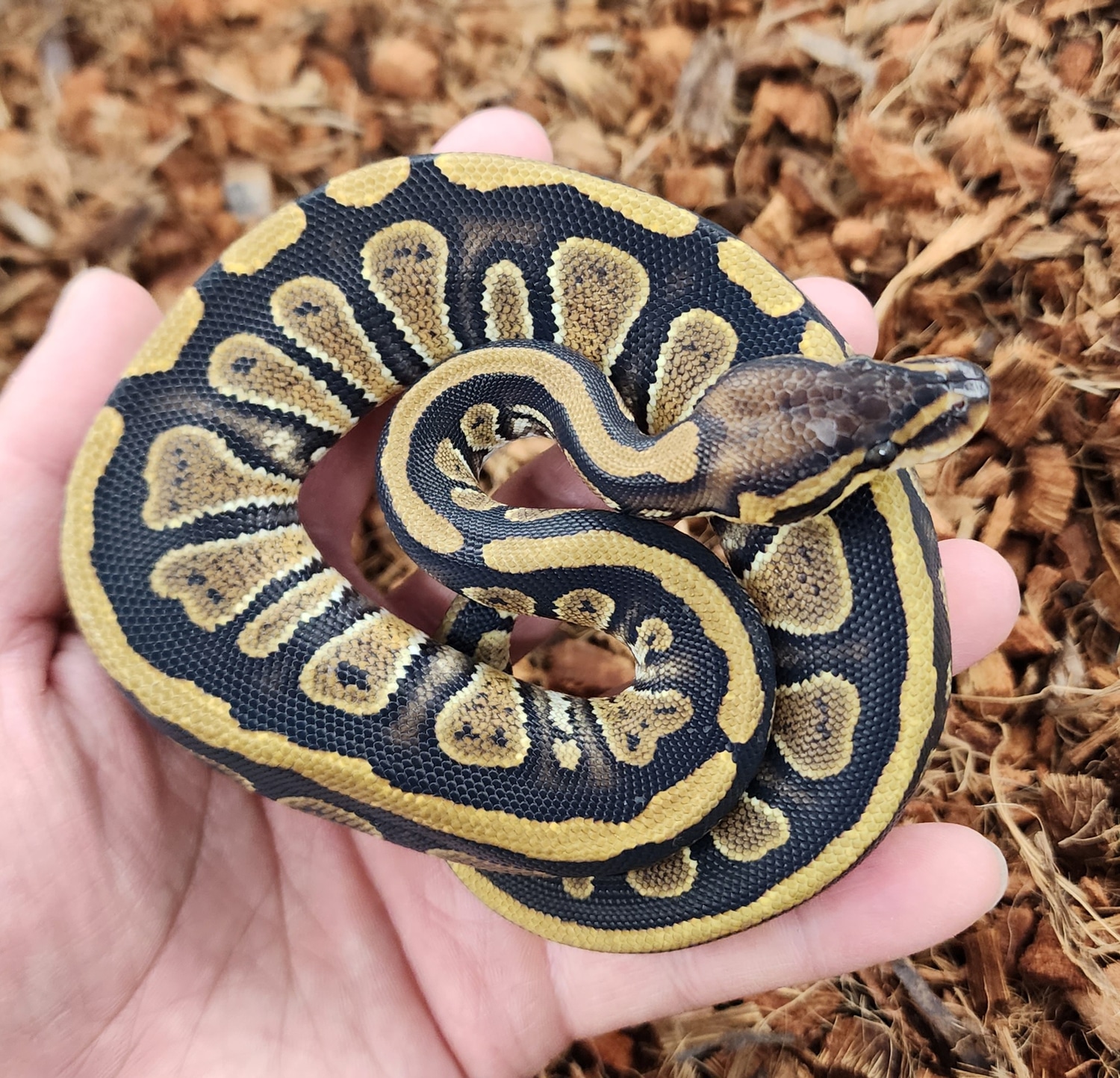 Stranger Het Clown Ball Python by Bobs Balls - MorphMarket