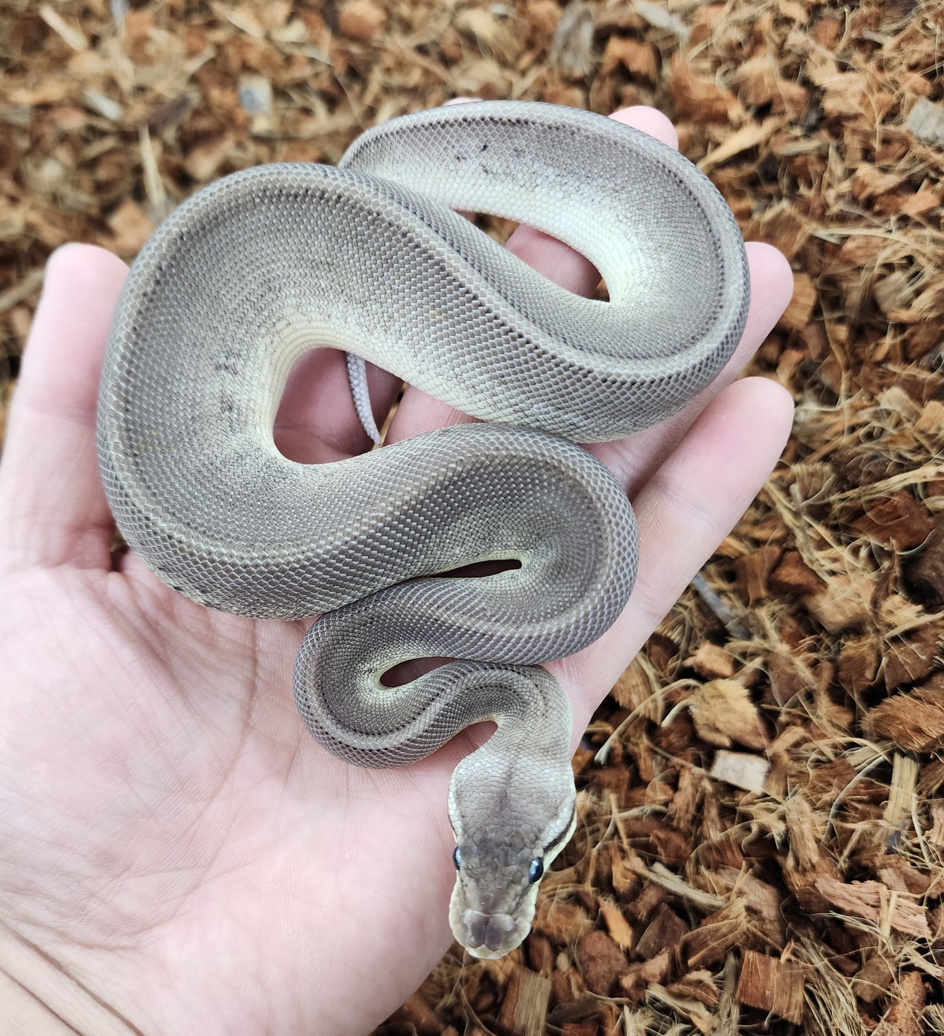 Pewter Leopard Mahogany Hey Clown Ball Python by Bobs Balls - MorphMarket