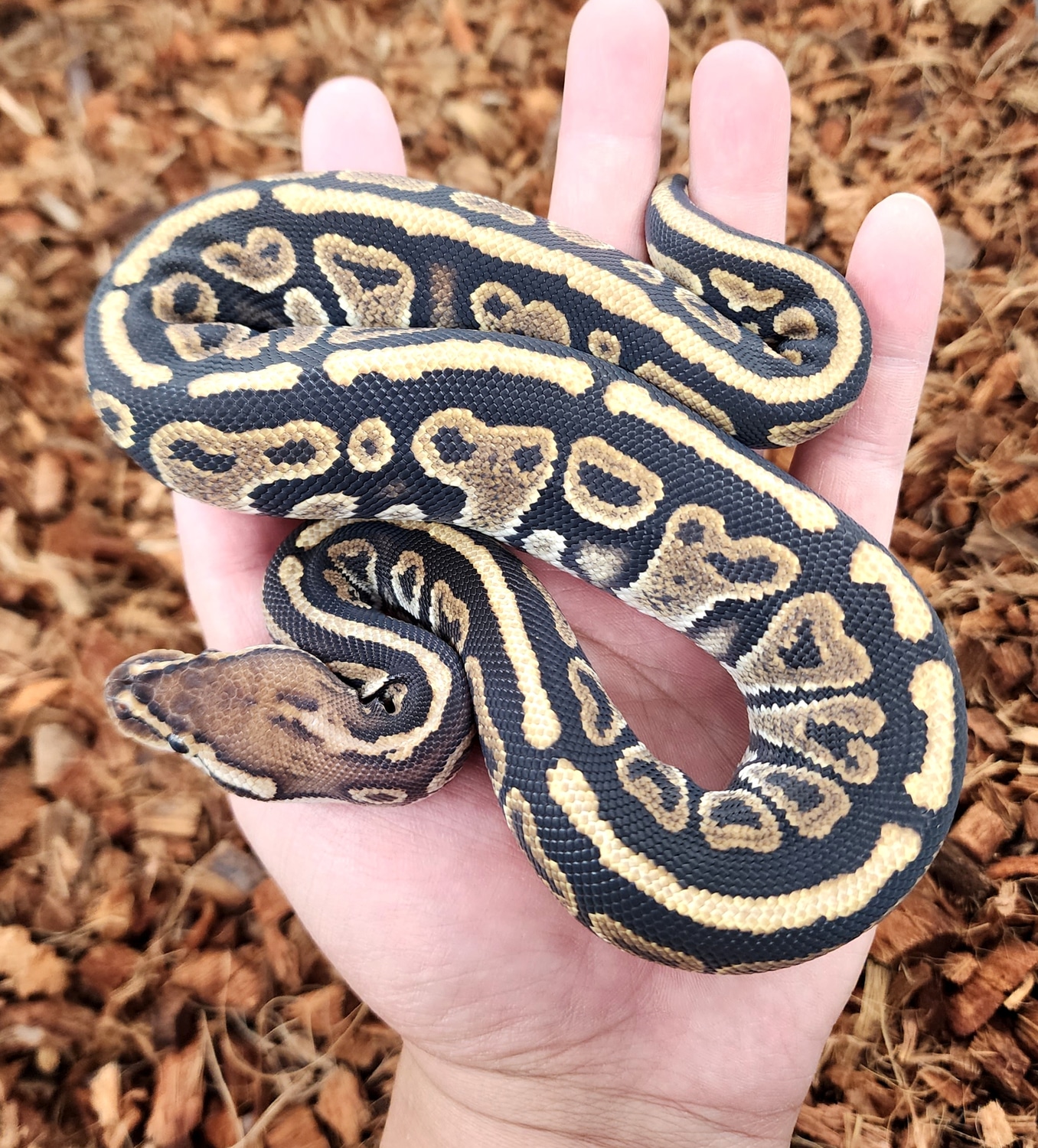 Redhead Spotnose Het Clown Ball Python by Bobs Balls - MorphMarket