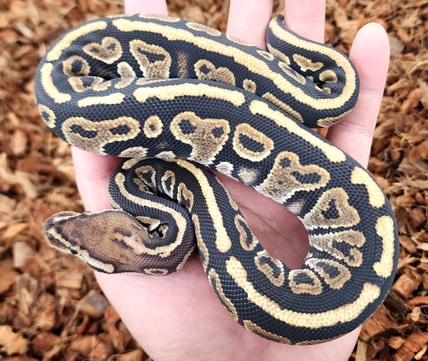 Bobs Balls - MorphMarket