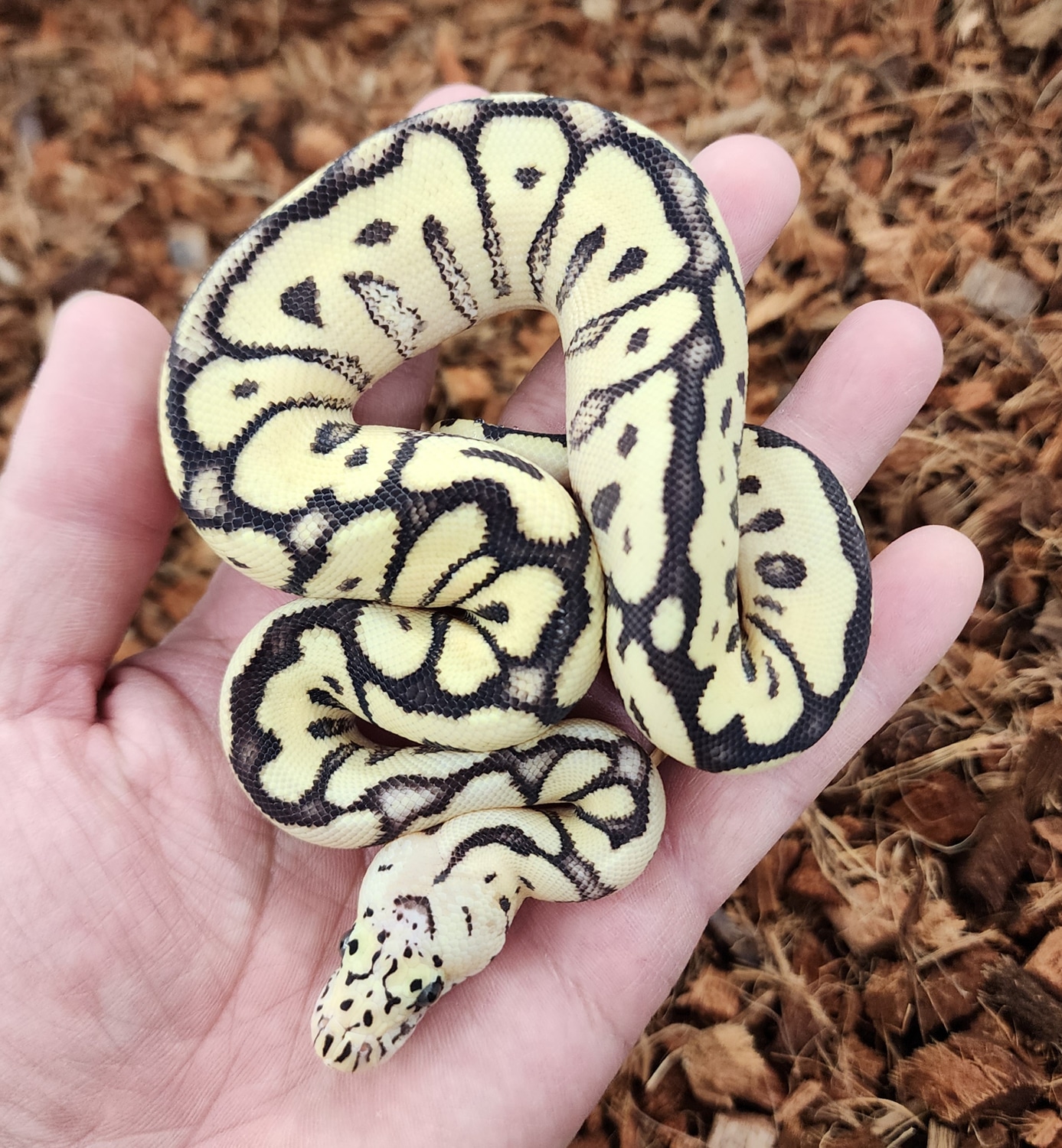 Firefly Spotnose Clown Ball Python by Bobs Balls - MorphMarket