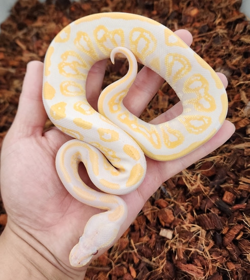 Black Pastel Lav Het Vpi Axanthic Ball Python by Bobs Balls