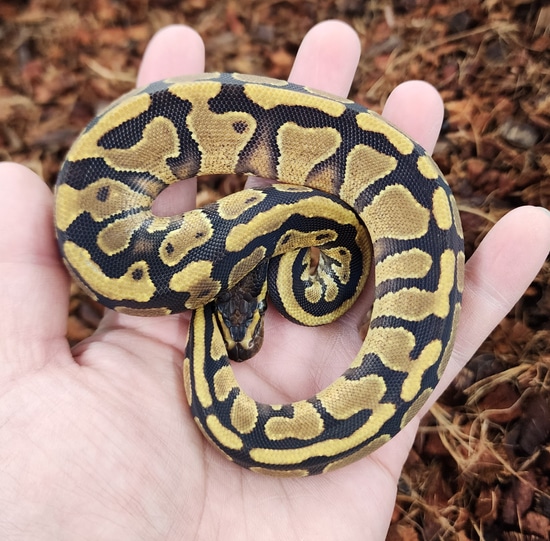 Yellow Belly Dh Dg Cryptic Ball Python by Bobs Balls