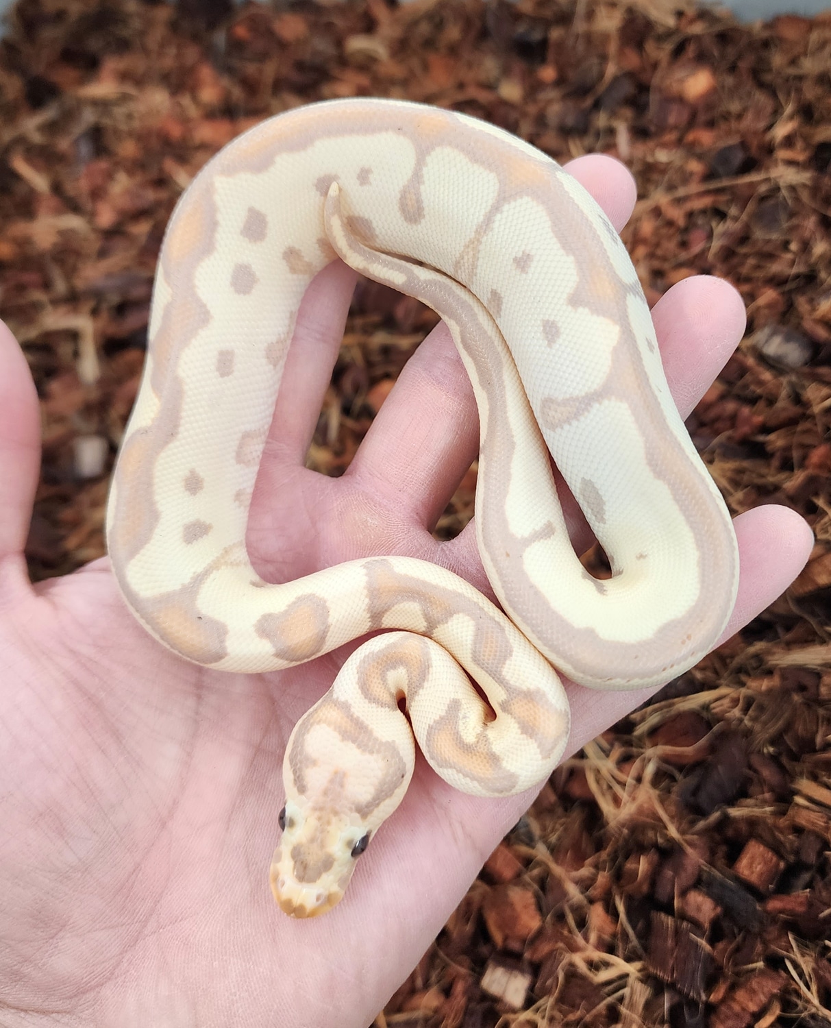 Banana Clown Ball Python by Bobs Balls - MorphMarket