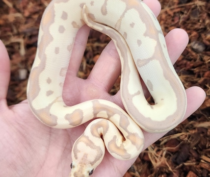 Pewter Leopard Mahogany Hey Clown Ball Python by Bobs Balls - MorphMarket