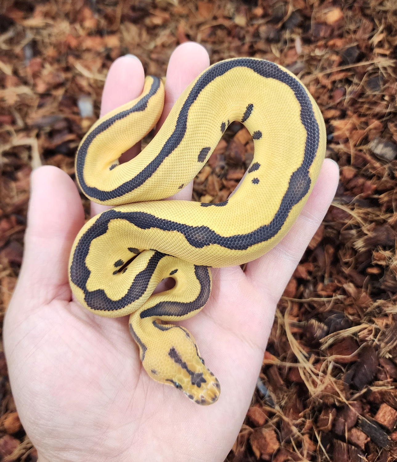 Leopard Fire Yb Blade Clown Ball Python by Bobs Balls - MorphMarket