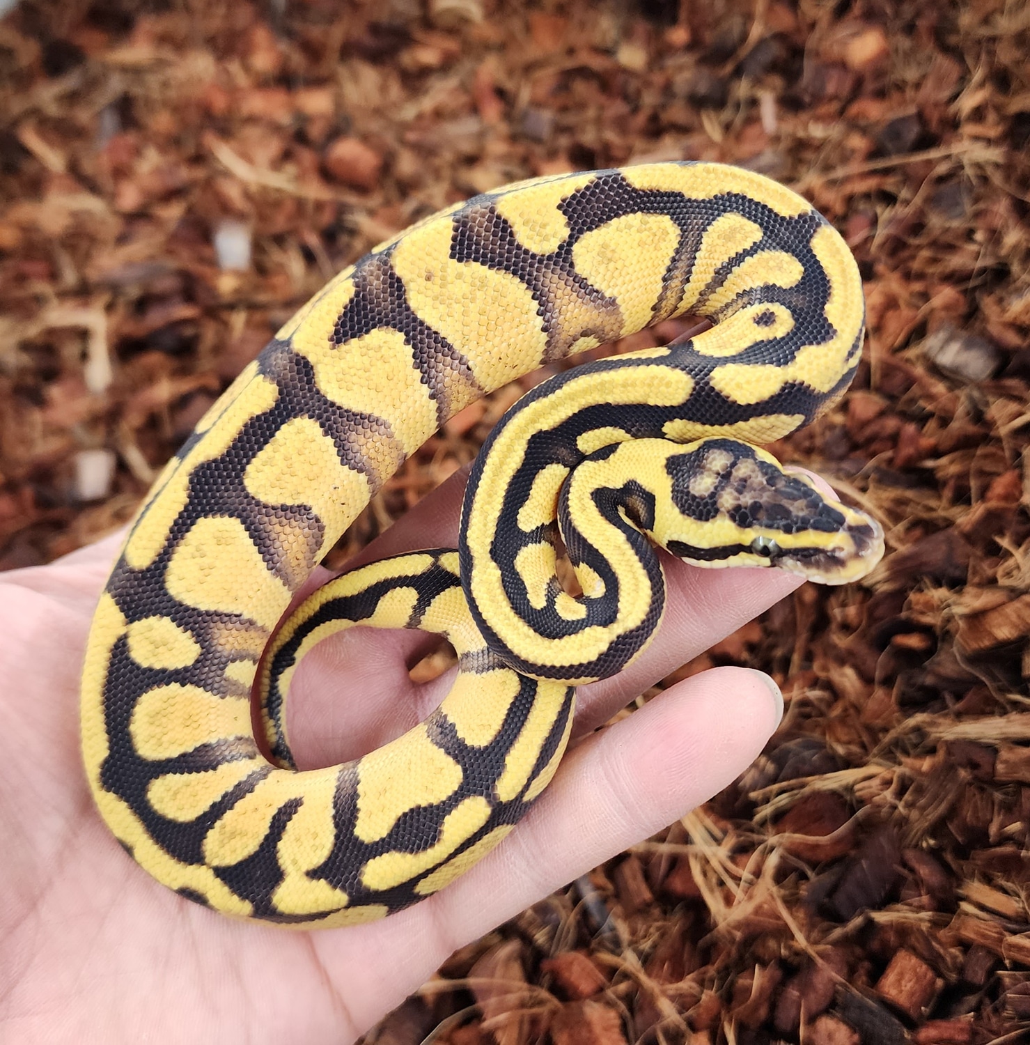 Pastel Enchi Yb Dh Dg Cryptic Ball Python by Bobs Balls - MorphMarket