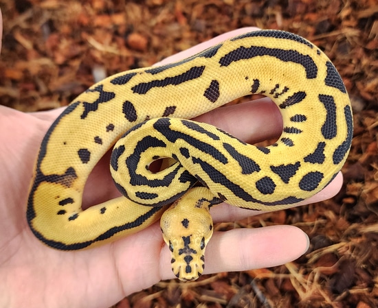 Fire Batman Ball Python by Bobs Balls