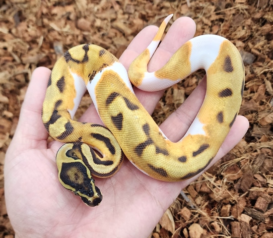 Od Enchi Pied Het Hypo Ball Python by Bobs Balls