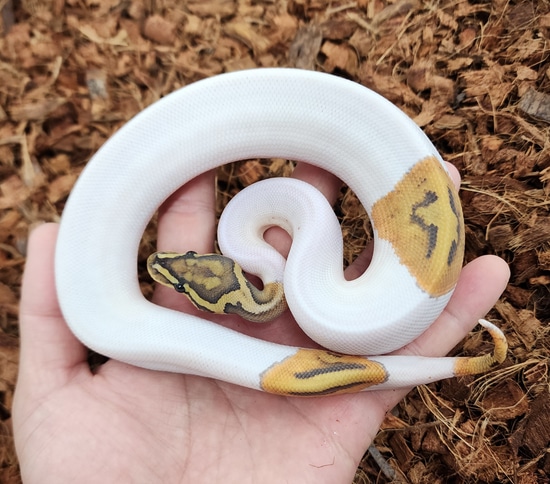 Hypo Pied Ball Python by Bobs Balls