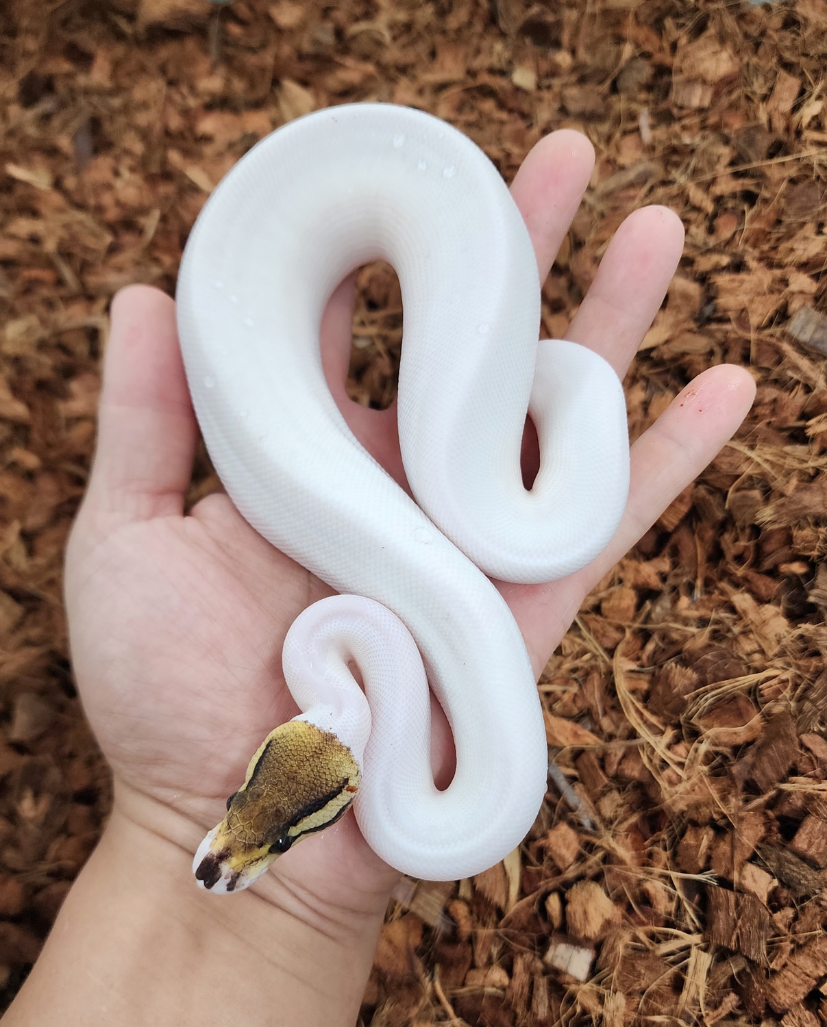 Od Cinny Pied 66% Ph Hypo Ball Python by Bobs Balls - MorphMarket
