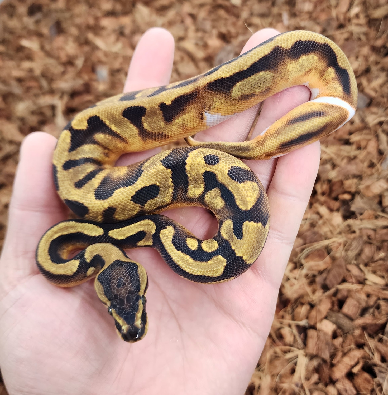 Enchi Pied Het Dg Ball Python by Bobs Balls - MorphMarket
