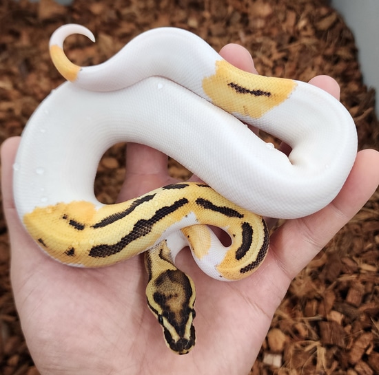 Od Fire Pied Ball Python by Bobs Balls