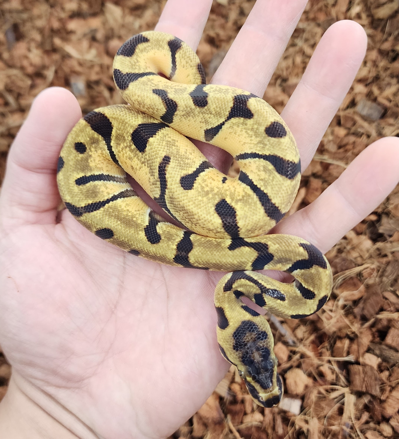 Od Super Enchi Dh Dg Pied Ball Python by Bobs Balls - MorphMarket