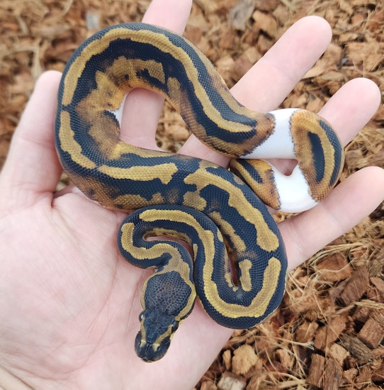 Pied Het Dg Ball Python by Bobs Balls