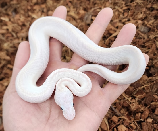 Bamboo Lesser Ball Python by Bobs Balls
