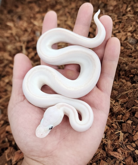 Bamboo Lesser Ball Python by Bobs Balls