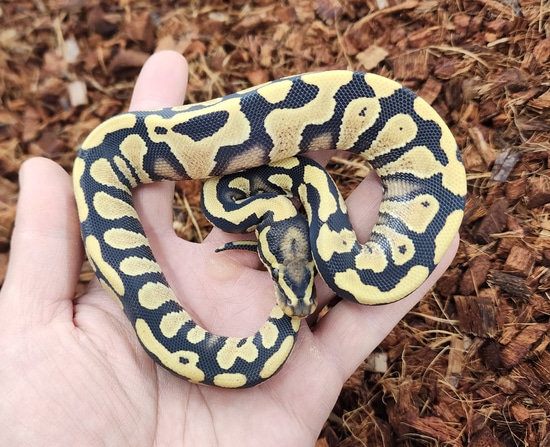 Yb Dg Het Cryptic Ball Python by Bobs Balls