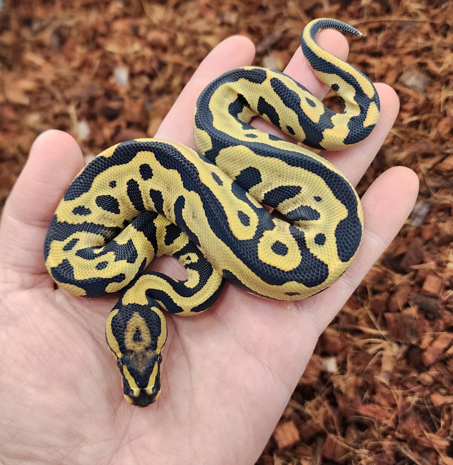Leopard Yb Dg Het Cryptic Ball Python by Bobs Balls - MorphMarket