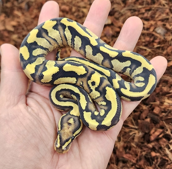 Dg Fire Yb Het Cryptic Ball Python by Bobs Balls