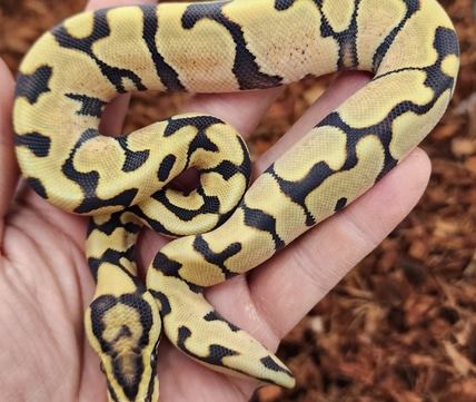 Bobs Balls - MorphMarket