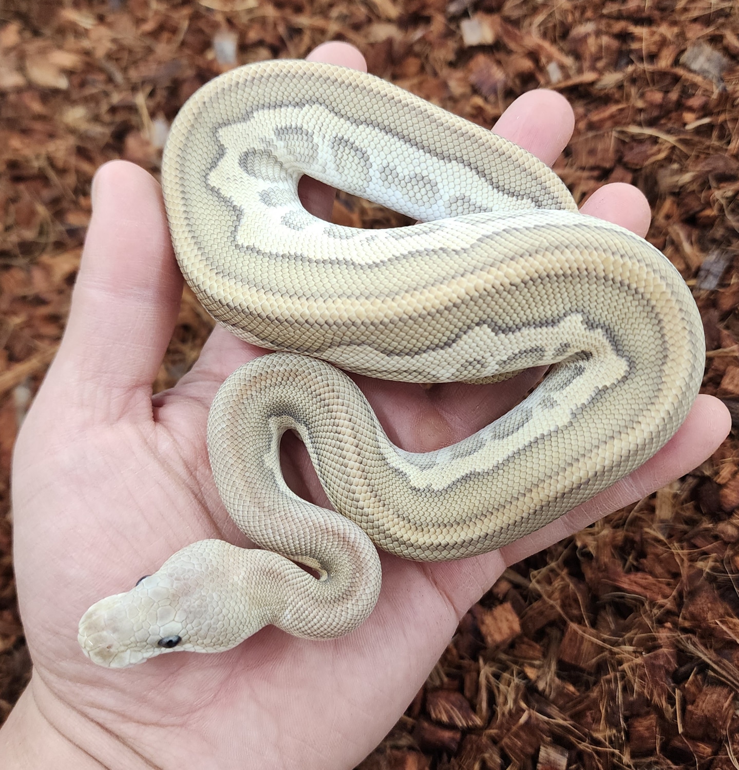 Cypress Leopard Mojave Fire Clown Ball Python by Bobs Balls - MorphMarket