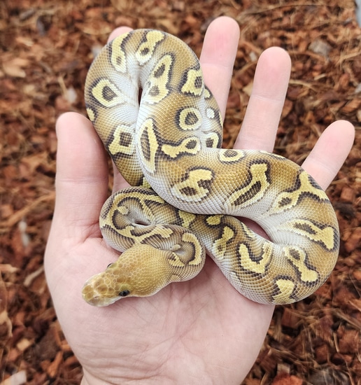 Cypress Mojave Yb Clown Ball Python by Bobs Balls