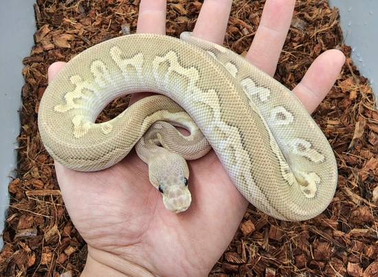Cypress Cinny Mojave Fire Clown Ball Python by Bobs Balls