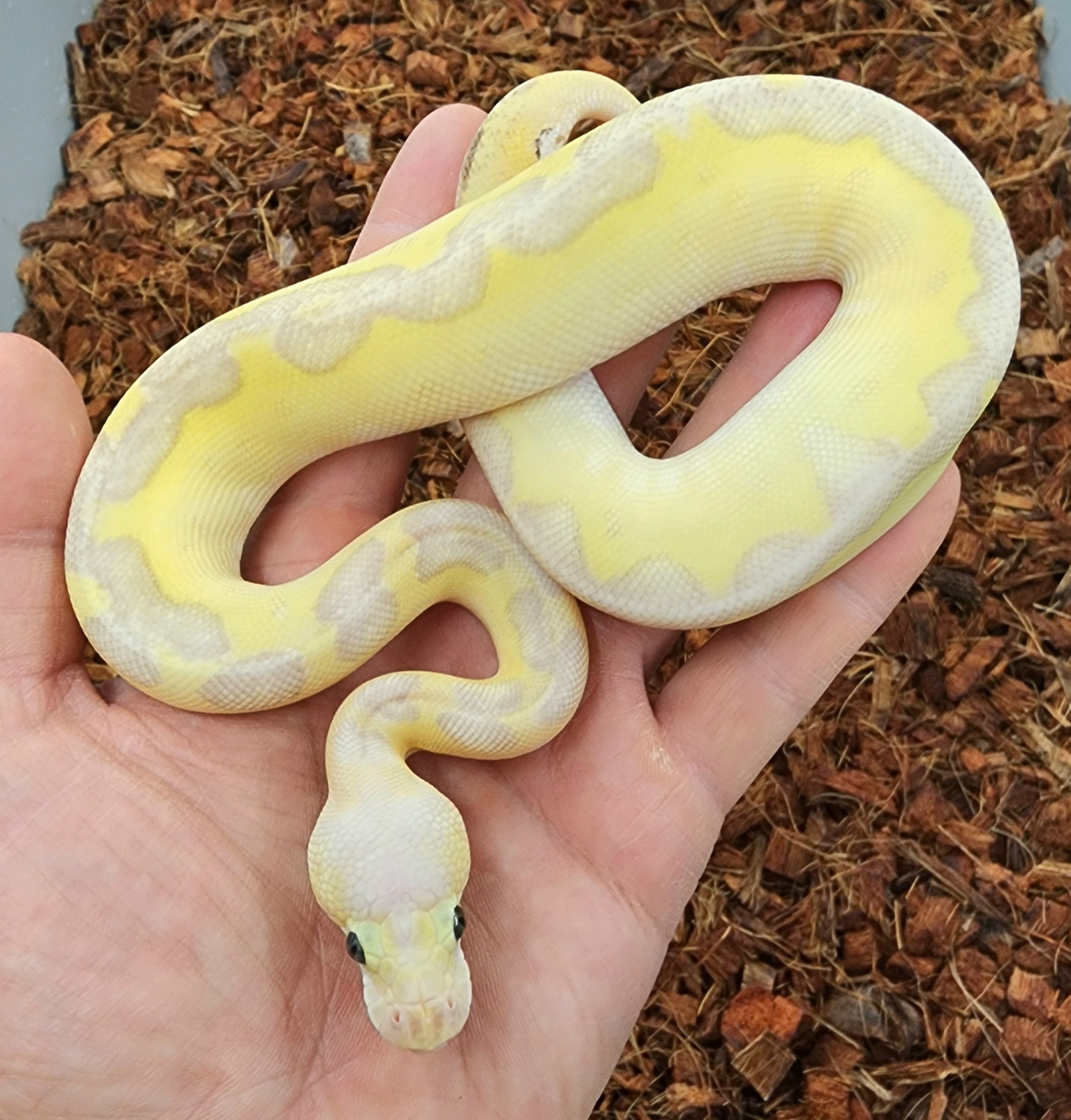 Firefly Lesser Clown Ball Python by Bobs Balls - MorphMarket
