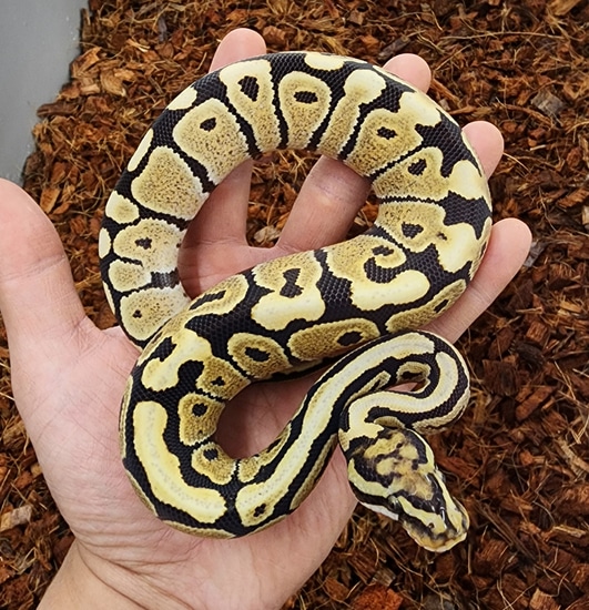Spotnose Dg Ball Python by Bobs Balls