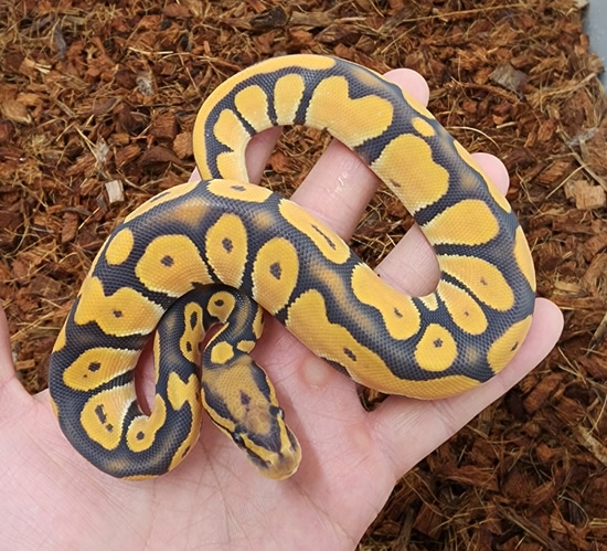 Super Od Hypo Ball Python by Bobs Balls