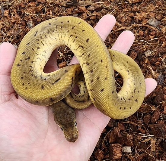 Confusion Hgw Leopard Pin Ball Python by Bobs Balls