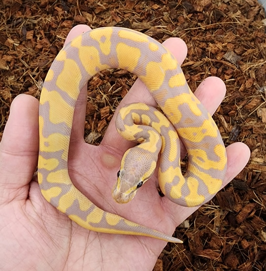 Banana Confusion Ball Python by Bobs Balls
