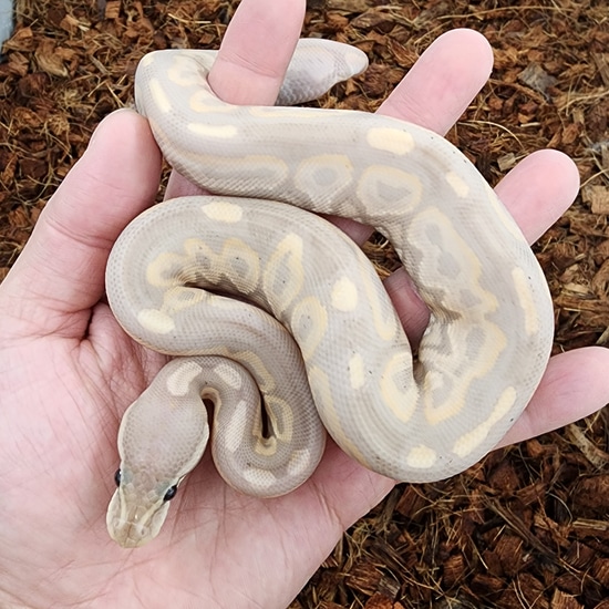 Cinny Banana Ball Python by Bobs Balls