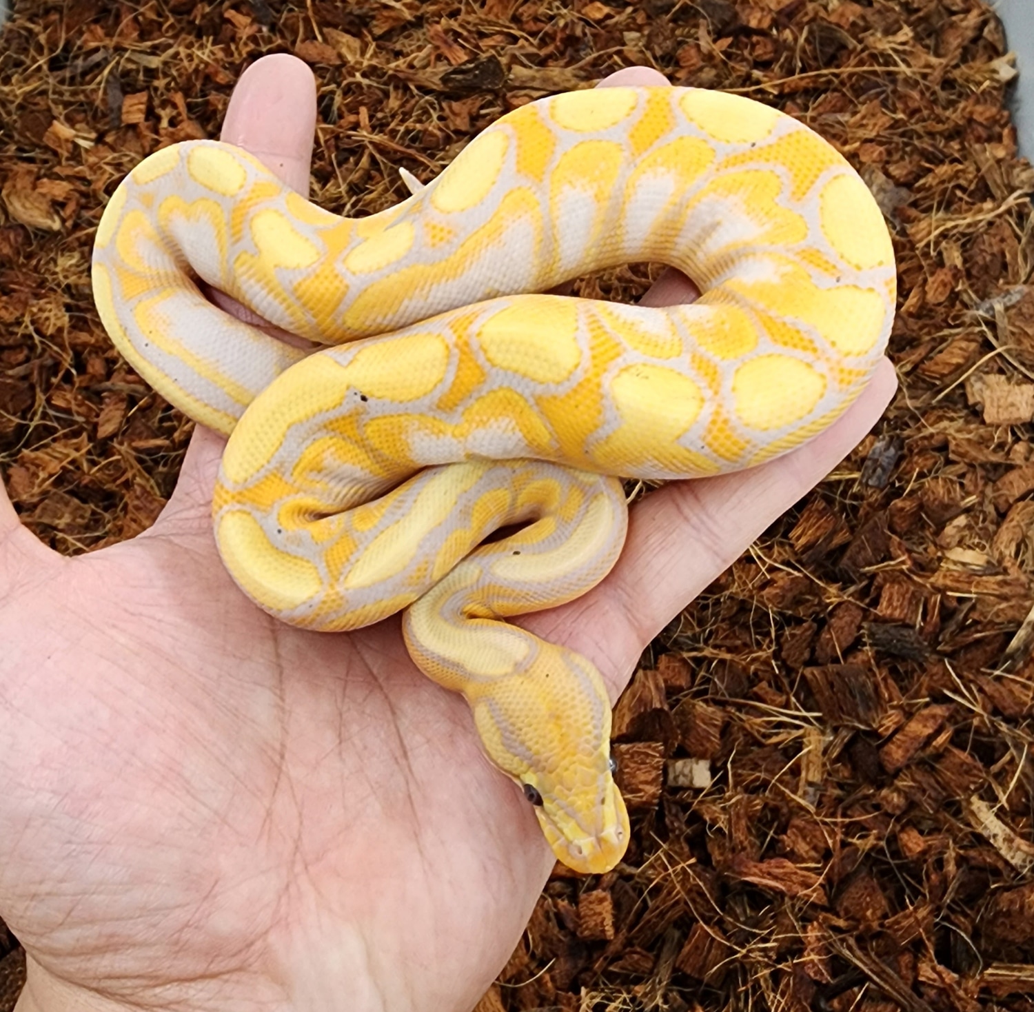 Banana Calico Redstripe Ball Python by Bobs Balls - MorphMarket