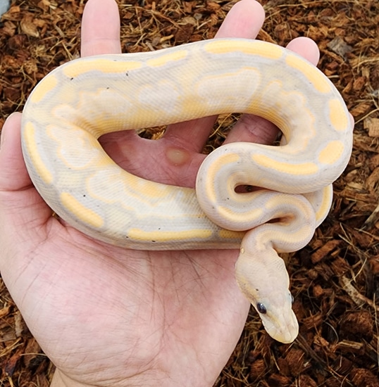 Banana Cinnamon Redstripe Calico Ball Python by Bobs Balls