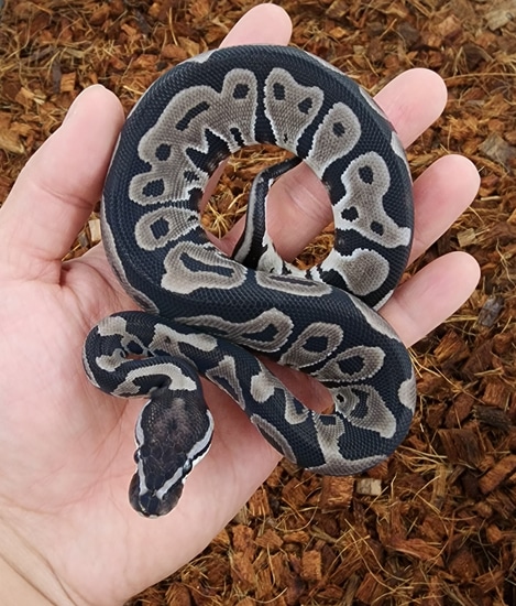 Vpi Axanthic Leopard Ball Python by Bobs Balls