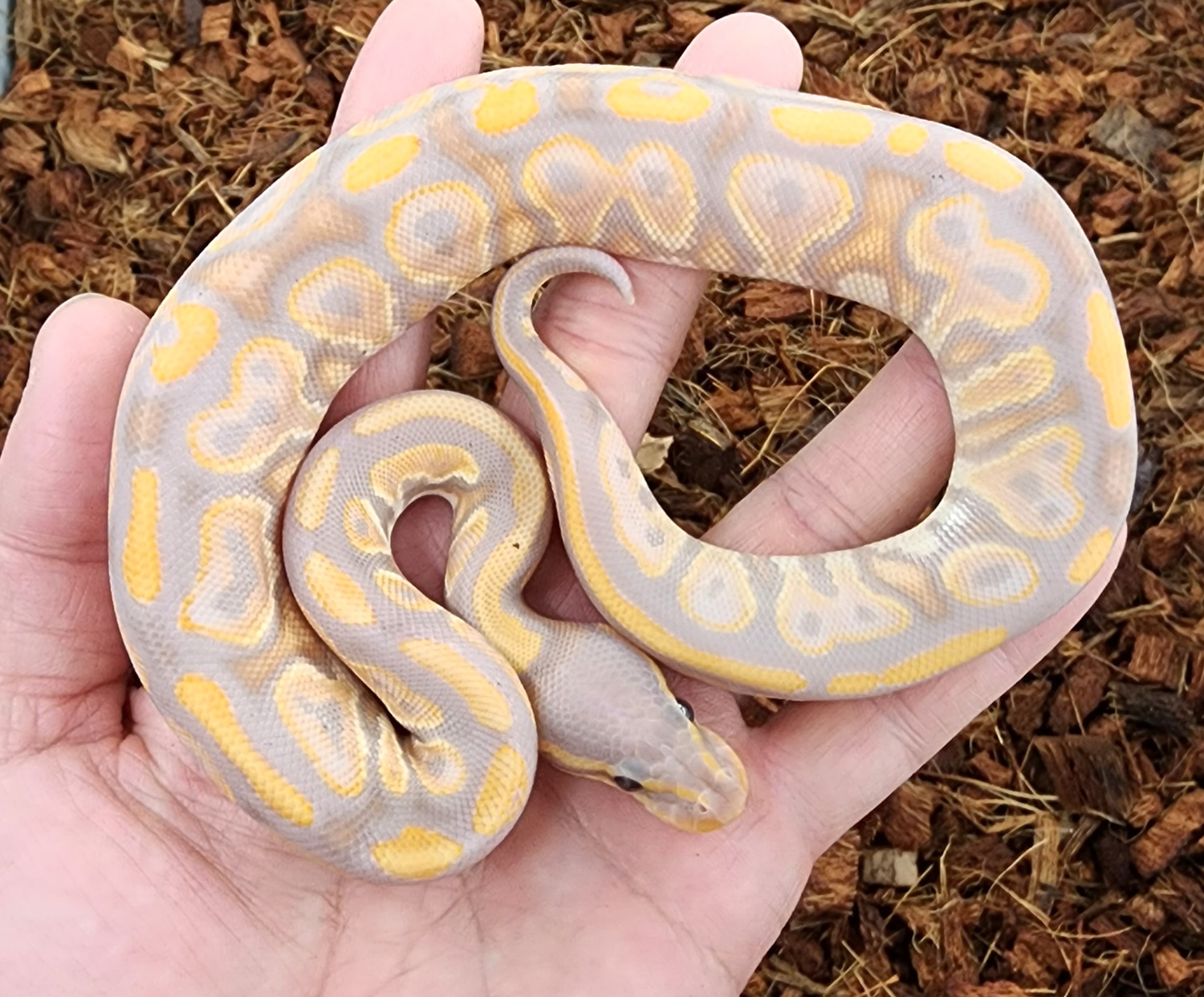 Od Black Pastel Yb Banana Ball Python by Bobs Balls - MorphMarket