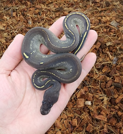 Blackhead Mojave Mahogany Ball Python by Bobs Balls