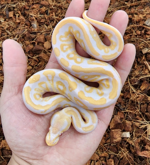 Black Pastel Candy Ball Python by Bobs Balls