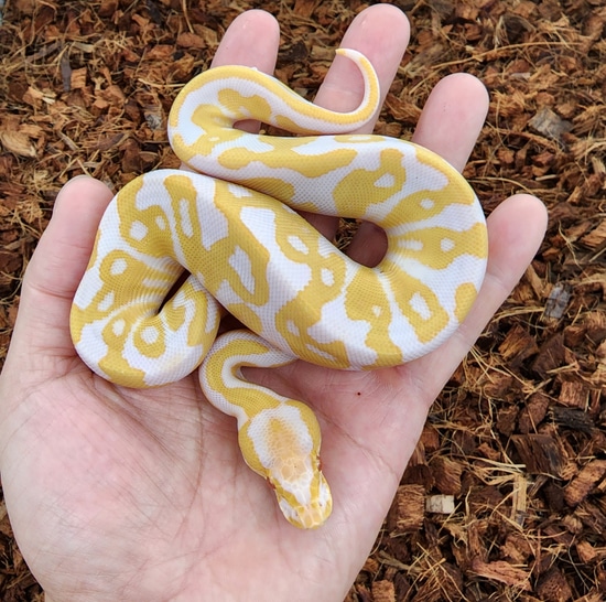 Pastel Candy Ball Python by Bobs Balls