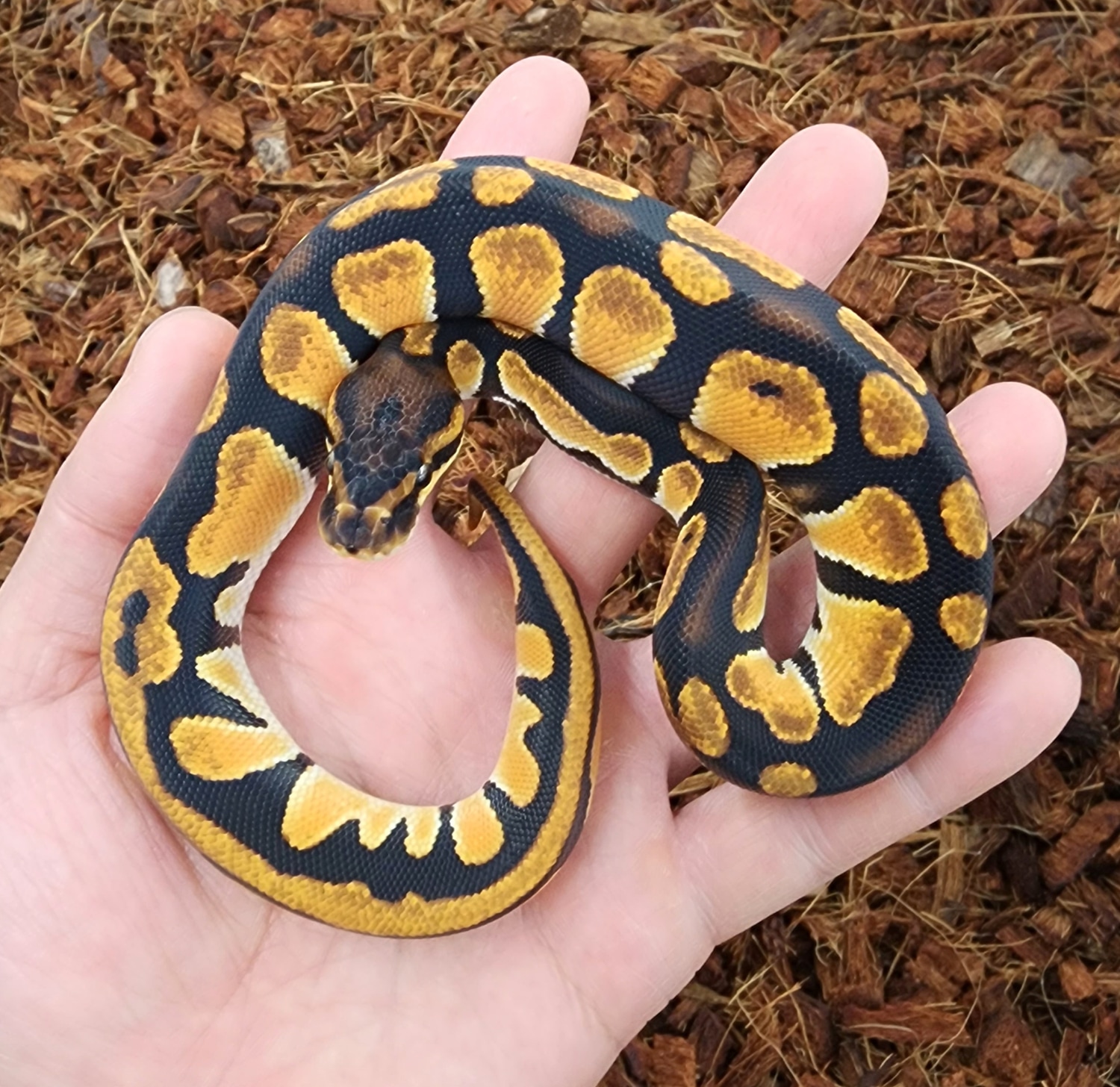 Super Od Het Hypo Ball Python by Bobs Balls - MorphMarket