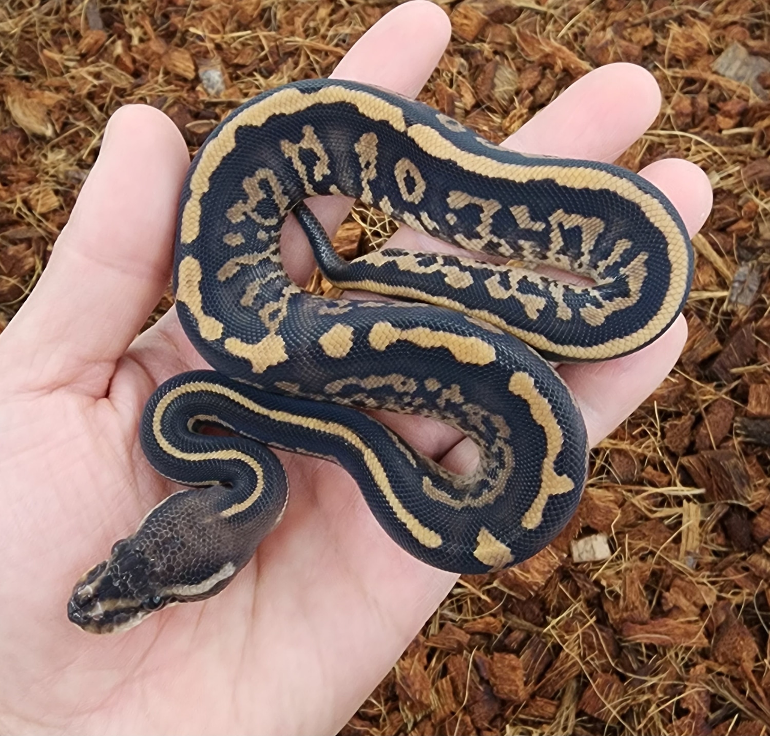 Od Yb Black Pastel Confusion Ball Python by Bobs Balls - MorphMarket