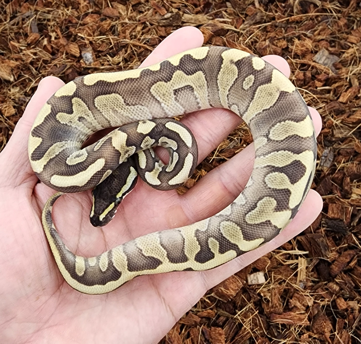 Ghi Lesser Confusion Ball Python by Bobs Balls - MorphMarket