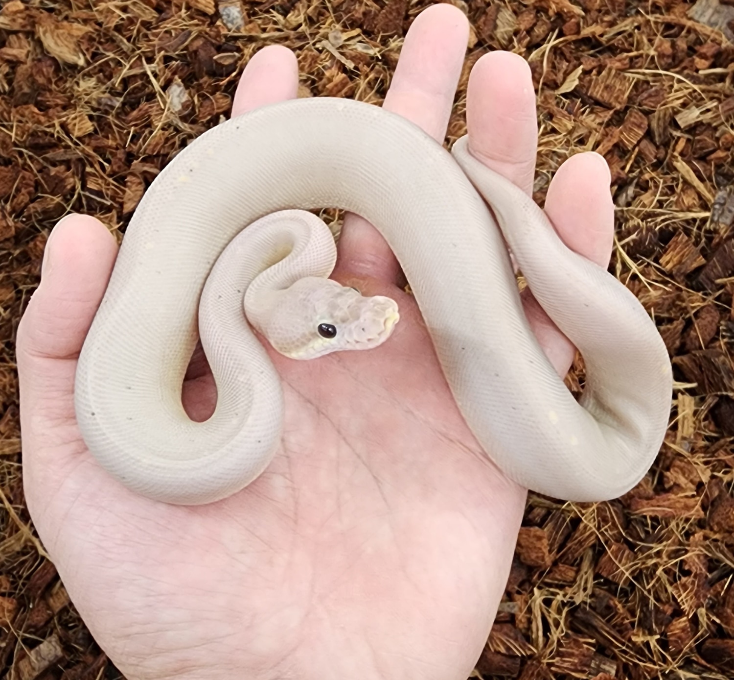 Banana Super Cinnamon Ball Python by Bobs Balls - MorphMarket