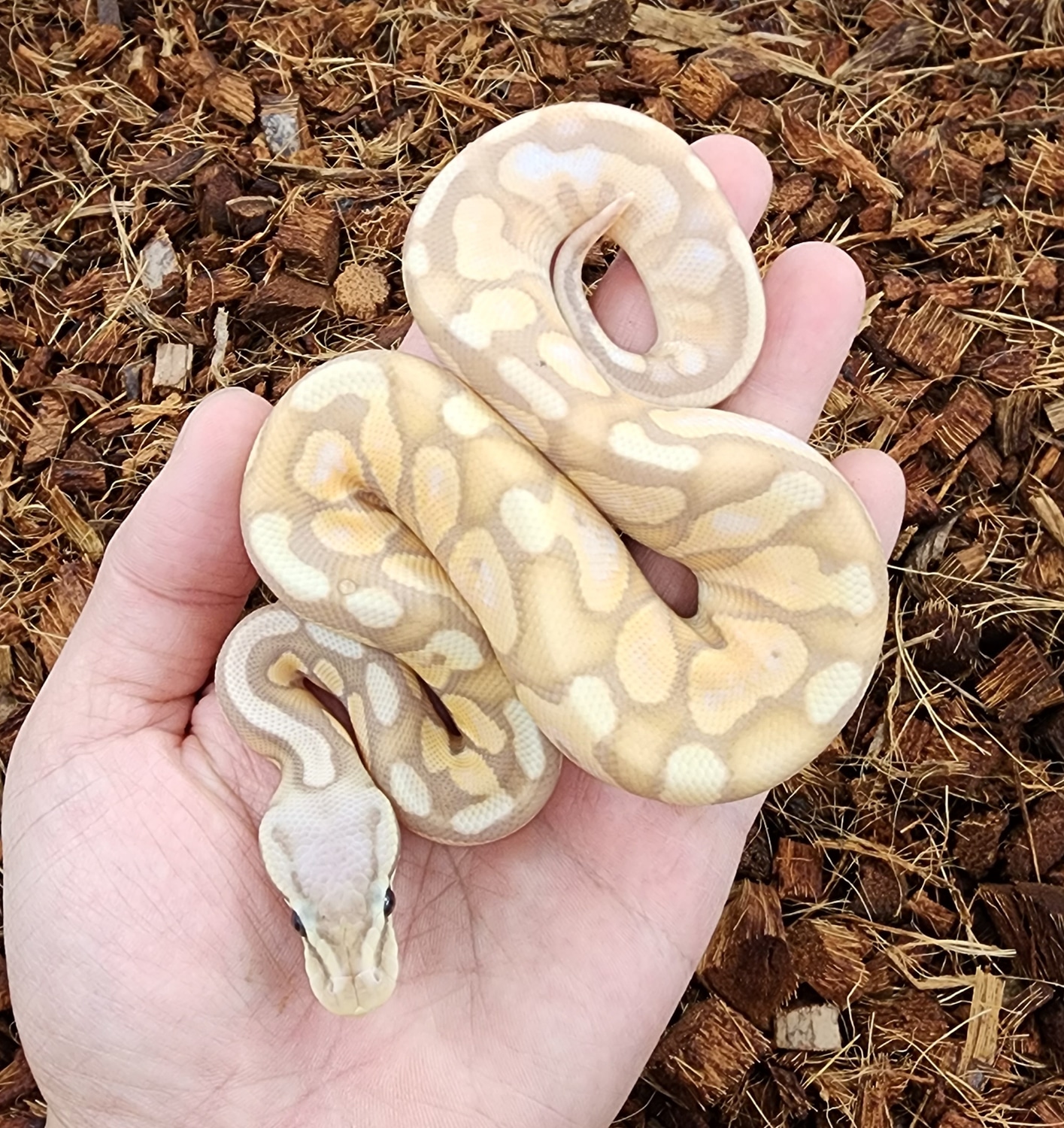 Banana Pewter Enchi Calico Ball Python by Bobs Balls - MorphMarket