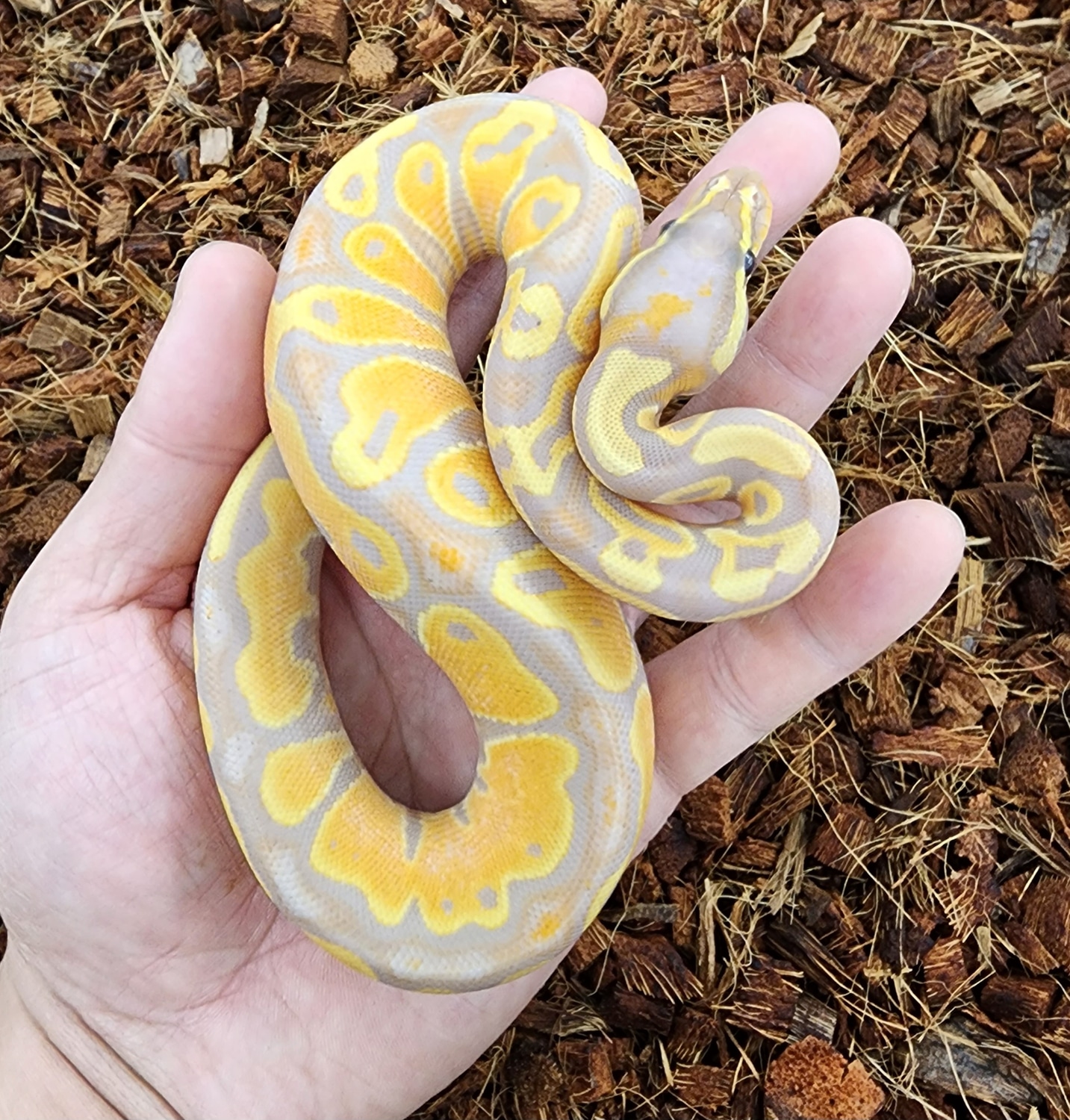 Banana Het Pied Ball Python by Bobs Balls - MorphMarket